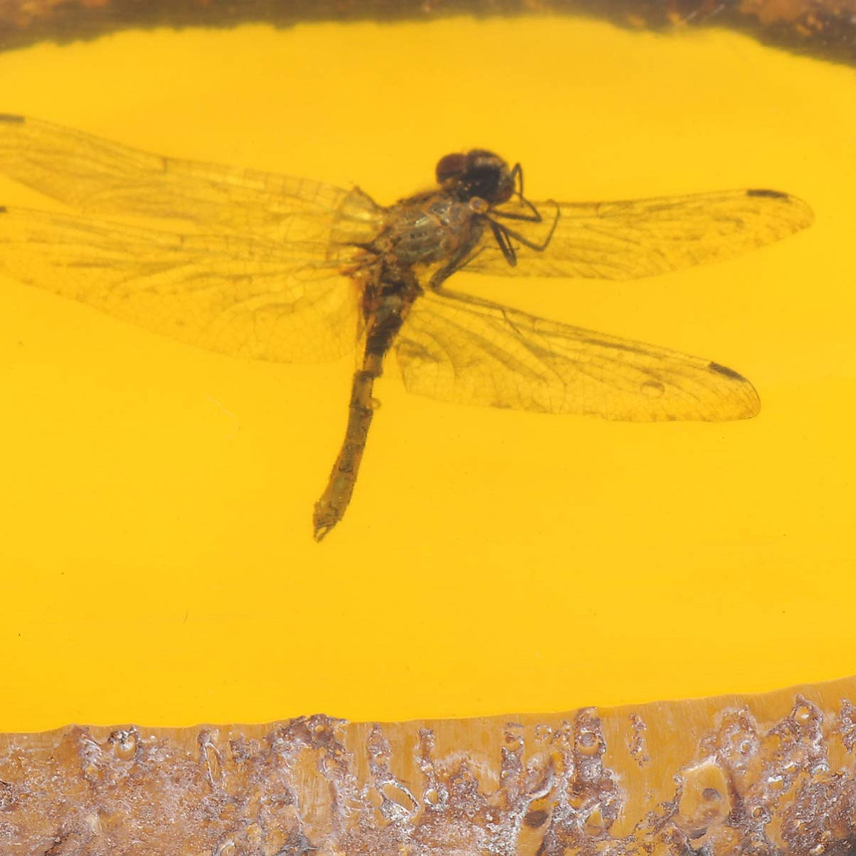 Amber,Artificial Amber Specimen Pendant Butterfly Scorpions Insects Amber Stone Ornament for Collection(Dragonfly)