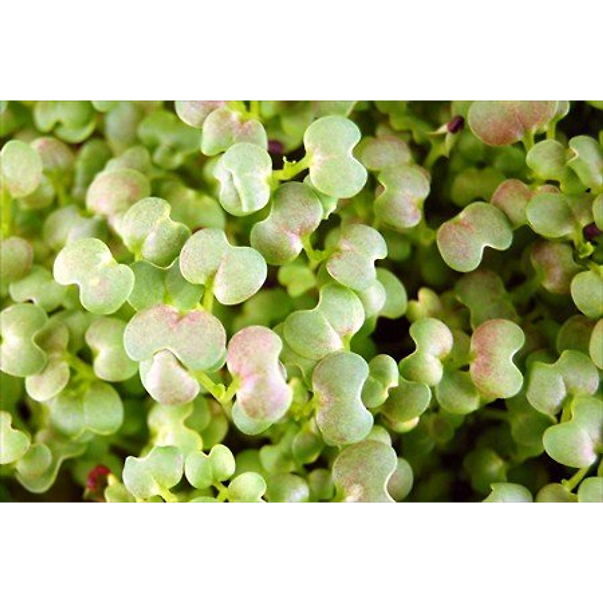 Osaka Purple Mustard Seeds - 4 Oz. Resealable Bag - Use for Indoor Gardening, Growing Microgreens & More | Micro Greens Salad Garden Seeds