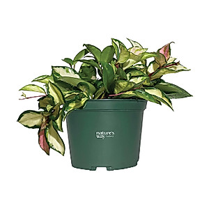 Nature’s Way Farms Hoya Carnosa Variegated Live Plant (7-11In. Tall) in Grower Pot