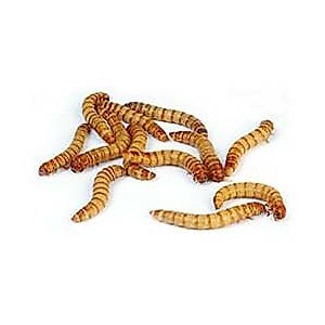 10,000 Live Mealworms, Reptile, Birds, Chickens, Fish Food (Medium)