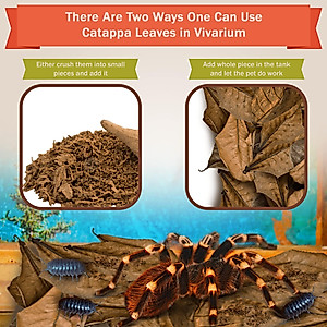 SunGrow Leaf Litter for Snakes, 10 Pcs Medium Indian Almond Catappa Leaves Substrate Maintain Humidity in Corn Snake and Ball Python Terrarium, 7-8 Inches, Reptile Tank Decor Accessories