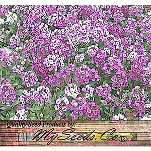 BIG PACK - (60,000+) Alyssum Royal Carpet Seeds - Fragrant Lobularia maritima - Attracts Honey Bees, Butterfly - Ground Cover for Zones 3+ Flower Seeds By MySeeds.Co (Big Pack - Alyssum Royal Carpet)