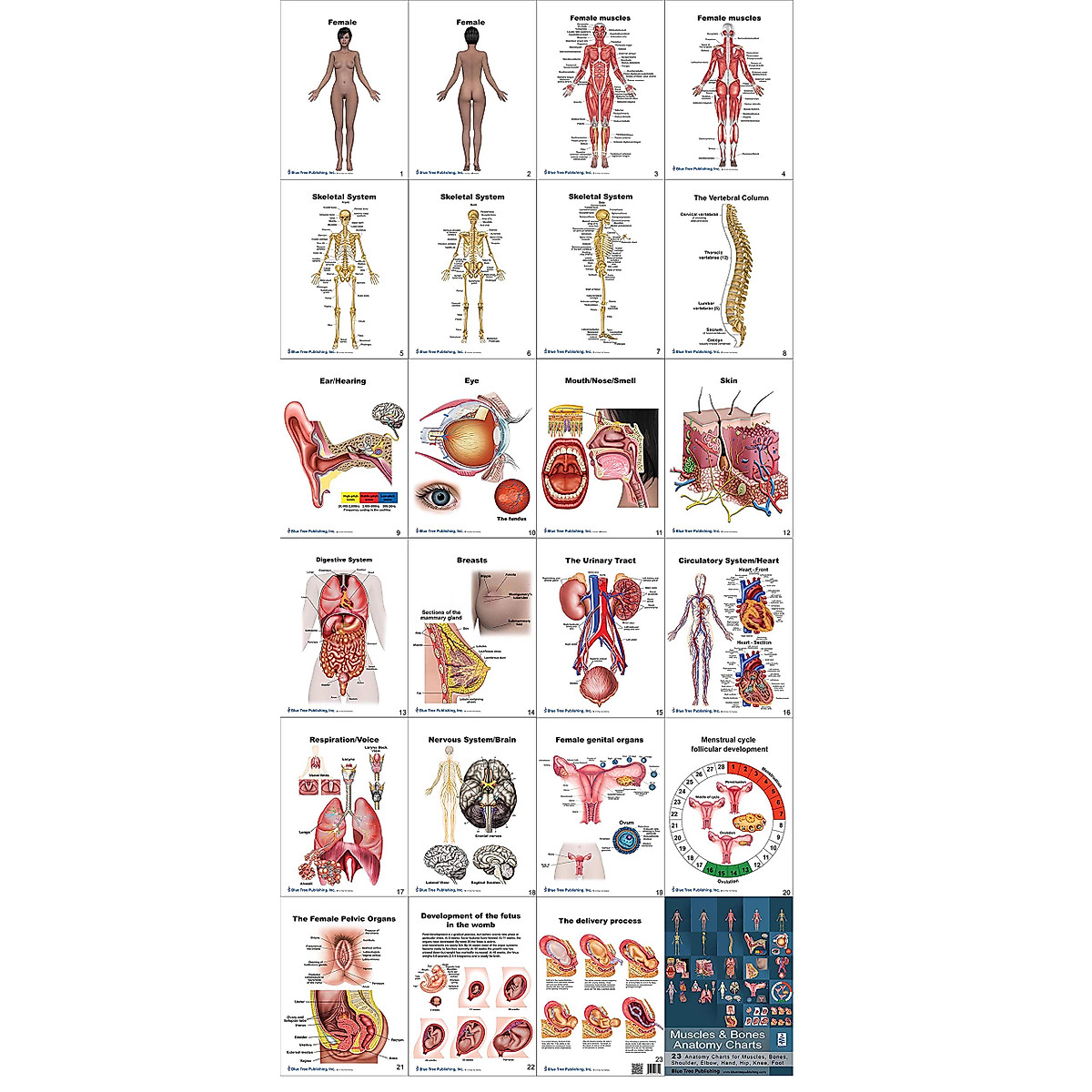 Female Anatomy (Flip Chart)