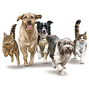 cat joint chews - PET HIP AND JOINT COMPLEX - DOGS AND CATS - NATURAL VET APPROVED FORMULA - IMMUNE BOOST - GOOD FOR STIFF JOINTS - glucosamine supplement for cats - 1 Bottle (120 Tabs)