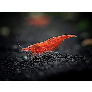 Aquatic Arts Algae Wafers (8 Ounce) Sinking Food for Live Aquarium Shrimp, Fish (Pleco/Tetra), Snails, and Bottom Feeders | High Protein Spirulina Blend Fish Food for Fish Tank Aquariums