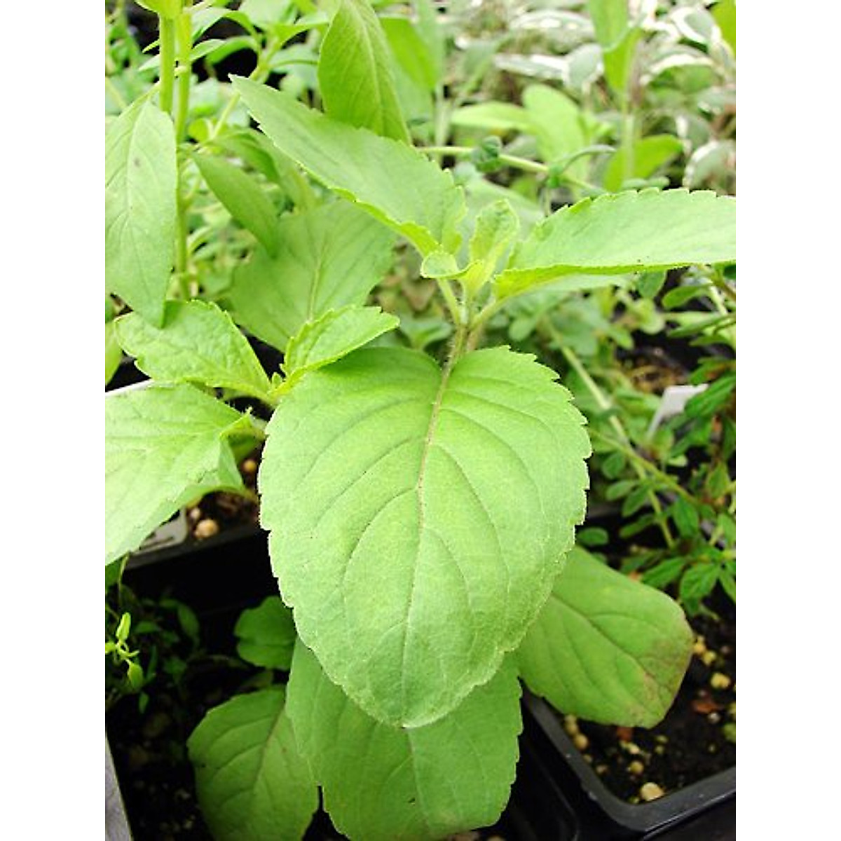 100+ Indian Rama Tulsi Holy Sacred Basil Seeds Green Leaf Heirloom Non-GMO Tulasi Herb Grows Big Fragrant Grown in USA