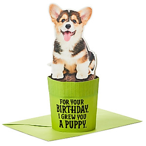 Hallmark Paper Wonder Shoebox Funny Pop Up Card for Birthdays (Puppy in a Pot)