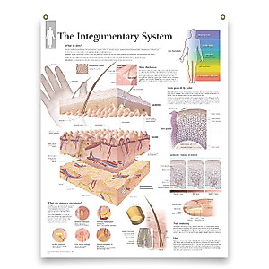 Set of 2 Laminated Medical Posters The Integumentary System and Understanding Skin 22"x28" Wall Diagrams Educational Informational Doctors Office Charts