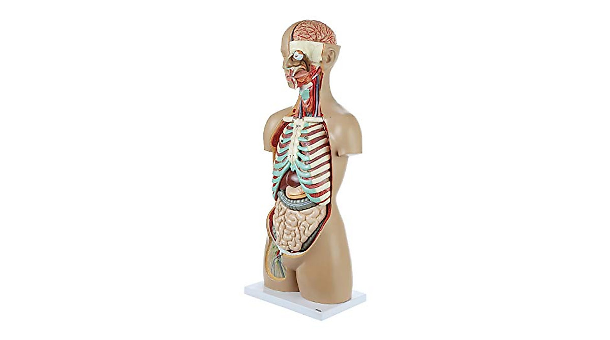 Human Torso Model with 18 Removable Organs | Detailed Anatomy Study