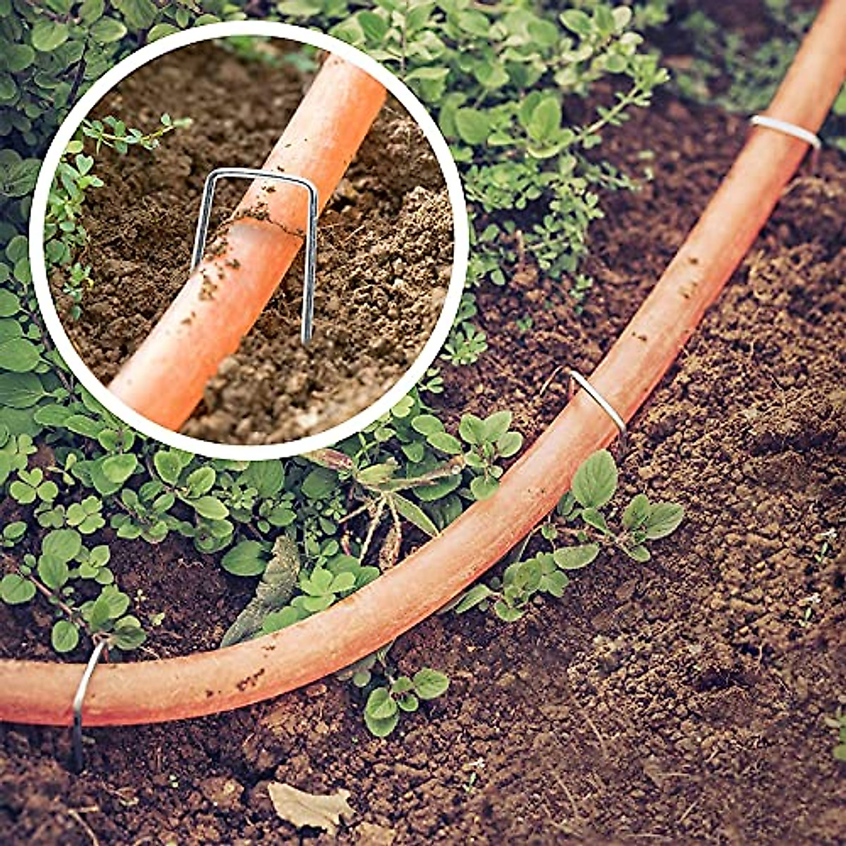 Zevlux Landscape Staples 4 Inch 50Pcs 12 Gauge Garden Stakes, Heavy Duty Galvanized Garden Staple for Fences, Lawns, Weed Barriers, and Landscape Fabrics, Netting, Irrigation Hose, Floor Mats (4inch)