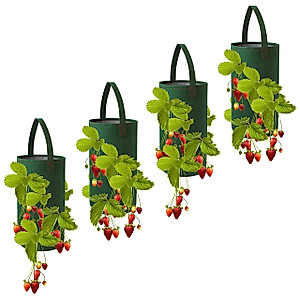 Evie-2 Strawberry Everbearing Bare Roots Plants, 25 per Pack, Hardy Plants Non GMO