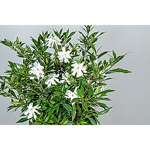 Perfect Plants Frostproof Gardenia Live Plant, 1 Gallon Pot