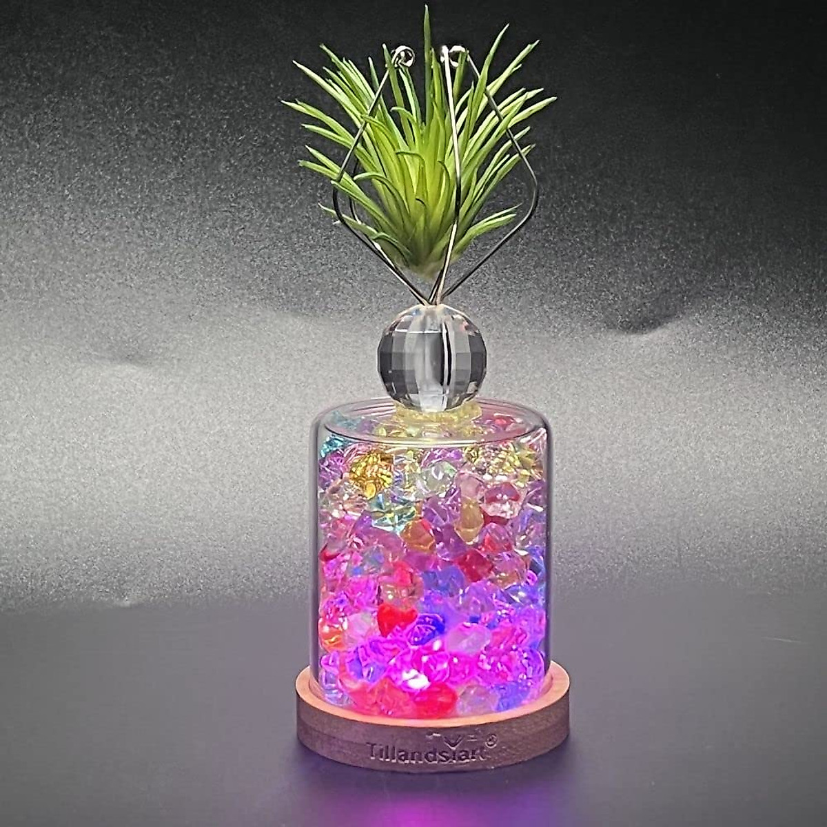 Tillandsiart 3Pack Air Plant Holders (3Pcs Air Plant Containers W/LED Lights) A decorative accessory for setting up air plant display for house decor.