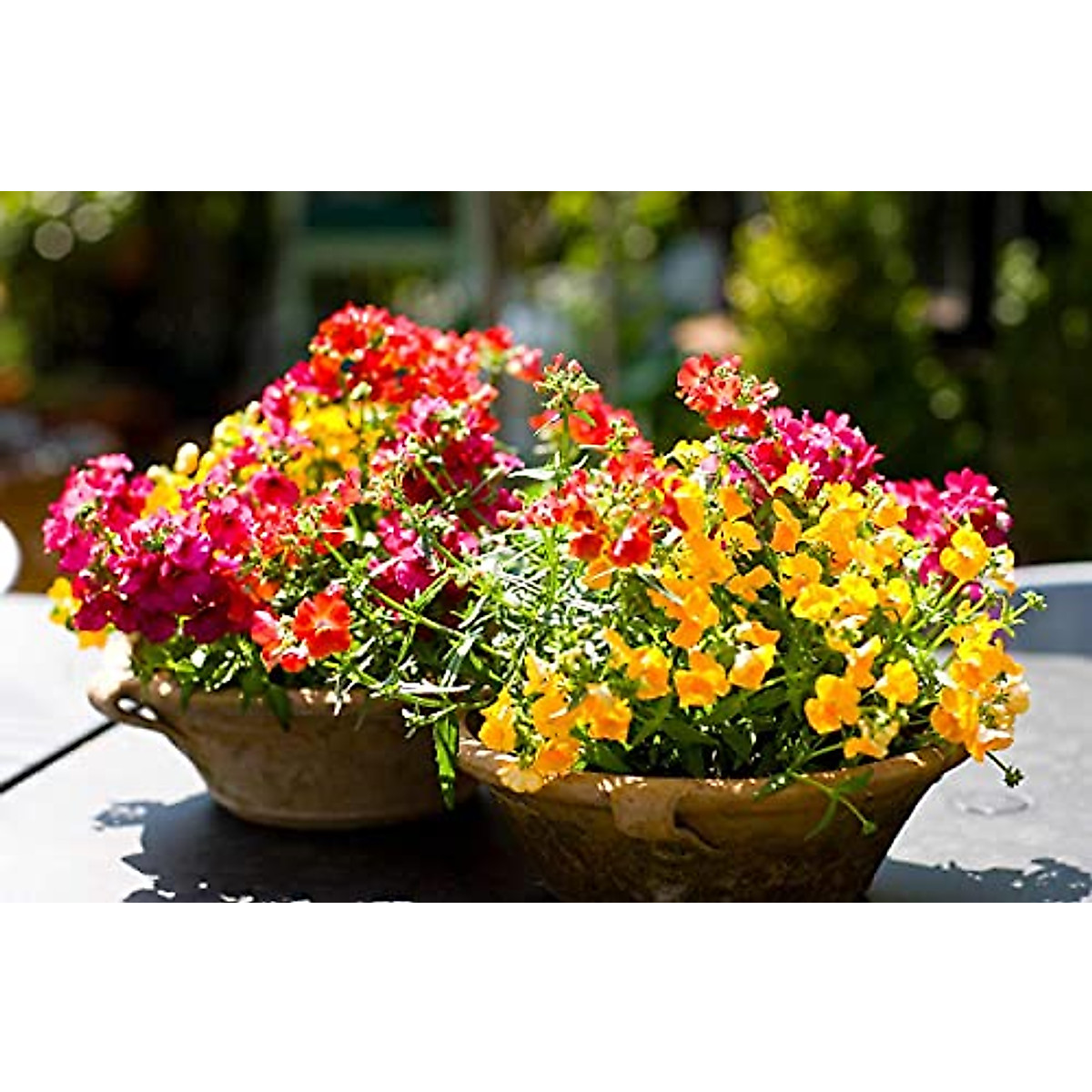 Seeds Nemesia Carnival Mix (Cape Snapdragon) Ornamental Indoor Flower Annual Garden Cut Flowers for Planting Non GMO