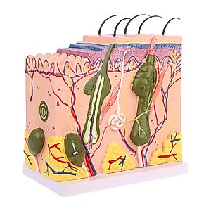Abicial Human Skin Model Block Enlarged Plastic Anatomical Anatomy Medical Teaching Tool