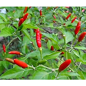 Pepper, Thai HOT Pepper Seeds, Heirloom, 100 Seeds, Very Spicy Great Fresh OR Dried