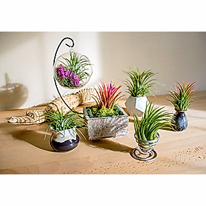 Ionantha Tillandsia Air Plants Live Indoor Plants (5PK), Air Plant Terrarium Plants Live Houseplants, Live Plants Indoor Plant Kit, Easy Care Plants for Air Plant Holder or Garden by Plants for Pets