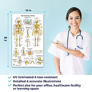 11 Human Anatomy Posters - Medical Posters, Skeletal, Male Female Muscular, Circulatory, Lymphatic, Reproductive, Nervous, Digestive, Endocrine, Respiratory Systems, Health Posters -18x30