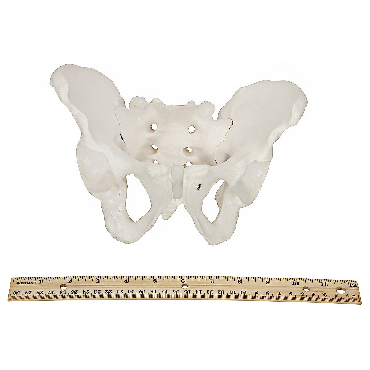 Axis Scientific Male Pelvis Model, Life Size Pelvic Human Anatomy Features Hip, Sacrum, and Coccyx, Includes Detailed Manual