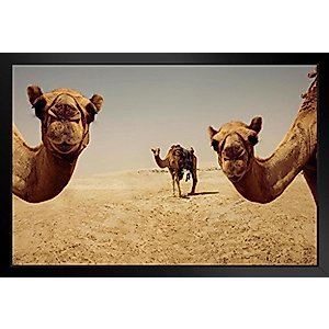 Poster Foundry Close Up of Camels in Desert Photos Doha Qatar Photo Photograph Camel Pictures for Wall Africa Wildlife Egyptian Pyramids Camel Travel Tourism Stand or Hang Wood Frame Display 9x13