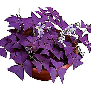 Oxalis Triangularis 10 Bulbs Purple Shamrocks Lucky Lovely Flowers Bulbs Grows for Garden and pots
