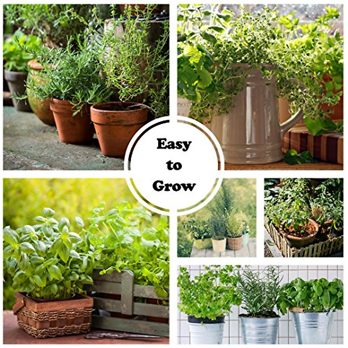 Culinary Herb Seeds Outdoor & Indoor Herb Garden Kit - 10 Herb Garden Seeds for Planting & 8 Instant Soil Pucks - Basil Seeds, Cilantro Seeds, Lavender Seeds, Rosemary Seeds, Thyme Seeds, & More