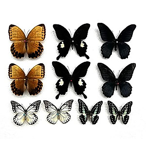 vinatimes Lot of 10 Real Assorted Butterfly Mounted Hawkmoth Sphingidae Moth Entomology Specimens Taxidermy Artwork Crafts UM01-XOE