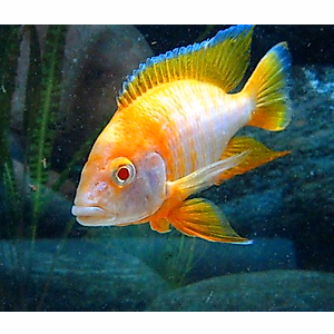 Live Fish - 6 Albino Sunshine Aulonocara Peacock African Cichlid 1.25" - 2" Breeding Colony