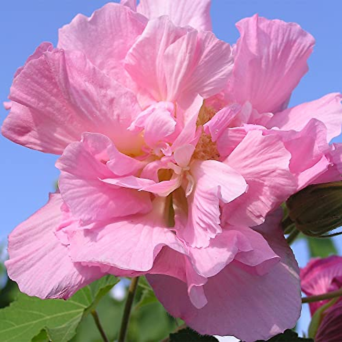 QAUZUY GARDEN 10 Confederate Rose Seeds Hibiscus Mutabilis Dixie Rosemallow Cotton Rose Rosemallow Seeds Striking Landscape Shrub Plant for Garden Home Decoration