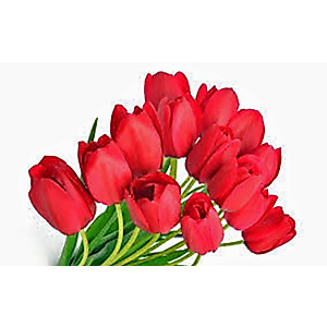 Tulip Bulb 20 Pack, RED Impression, Pure Bright RED Perennial Tulip Bulbs, RED Flowers