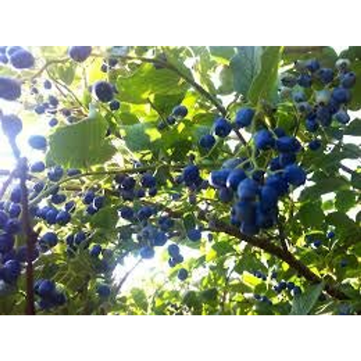1112B-Sapphire Berry (Symplocos paniculata) Seeds by Robsrareandgiantseeds UPC0764425787099 Non-GMO,Organic,USA Grower, Bonsai, 1112-B Package of 25 Seeds