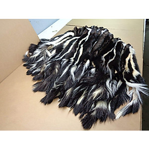 Real XL Tanned Skunk Hide Fur Pelt Face Tail Winter Prime Coat 32-36" USA (Grade #1)