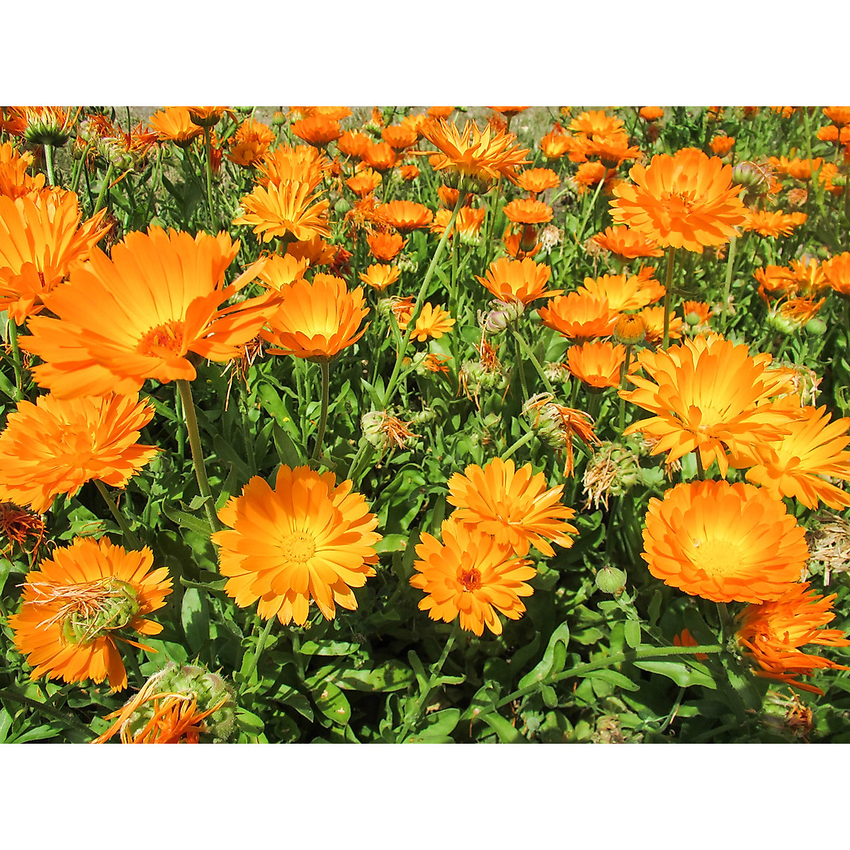 Starwest Botanicals Organic Calendula Flowers Whole, 1 Pound Bulk Resealable Bag Herbal Tea (Calendula Officinalis)
