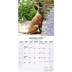 Belgian Shepherd Calendar - Dog Breed Calendars - 2023 - 2024 wall calendars - 16 Month by Avonside