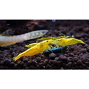 Blue Crown Aquatic 10 Ultra Gold (Neocaridina Davidi) Live Freshwater Aquarium Shrimps 1/4 to 1/2 inch