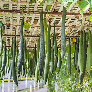 Super Long Luffa Seeds, 10 Seeds Asian Vegetable Seeds Garden Planting