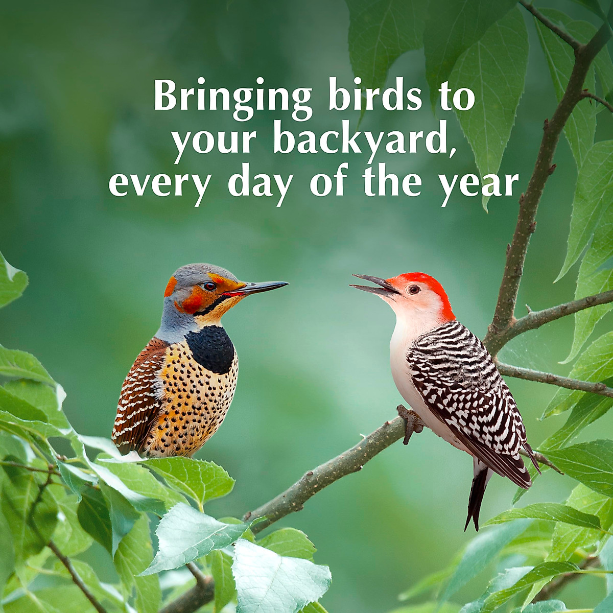 C&S Wild Bird EZ Fill Suet Basket, Green