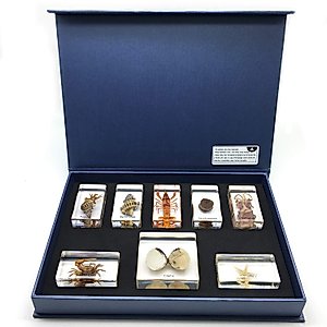 8 PCS Marine Animals Specimens Taxidermy Paperweights for Science Classroom Education