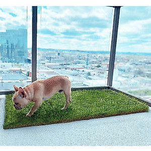 DoggieLawn Dog Potty - Real Grass - XLarge 24x48 inches