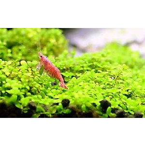 Micranthemum Monte Carlo New Large Pearl Grass Live Aquatic Plant in Tissue Culture Cup for Aquarium Freshwater Fish Tank by Greenpro