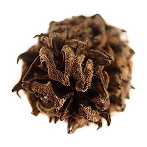 Josh's Frogs Magnolia Pods (Includes 5 Pods)