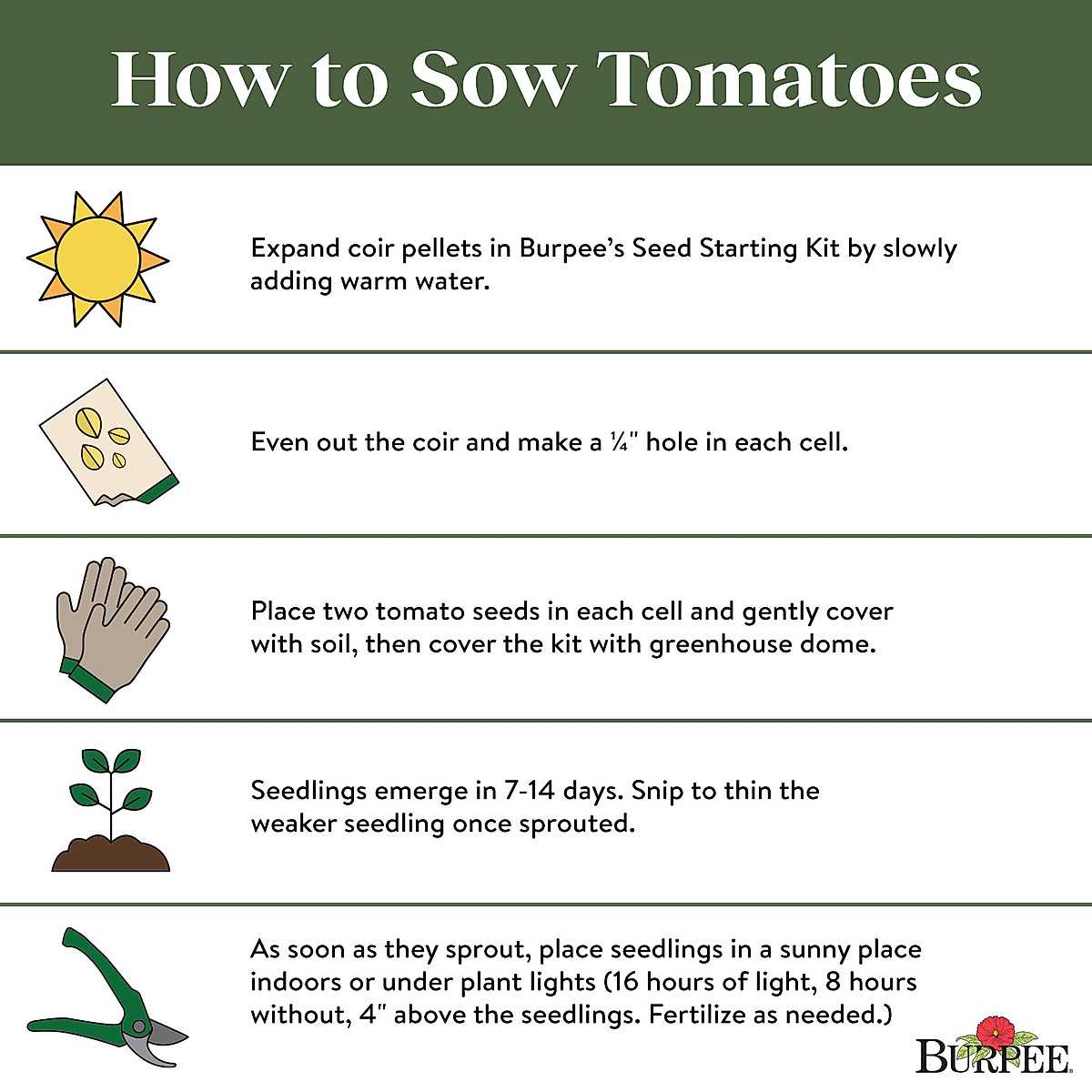 Burpee 'Red Currant', Red Cherry Tomato, Sweet Flavor, 60 Non-GMO Seeds