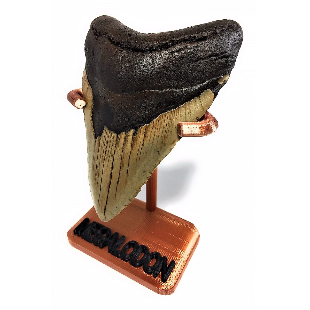 Deep Sea Fossils Exact Tooth - Genuine One-of-a-Kind Prehistoric Fossilized Megalodon Shark with a Custom 3D-Printed Stand and Glossy 8-1/2inches x 11inches Certificate of Authenticity (4.958inches)