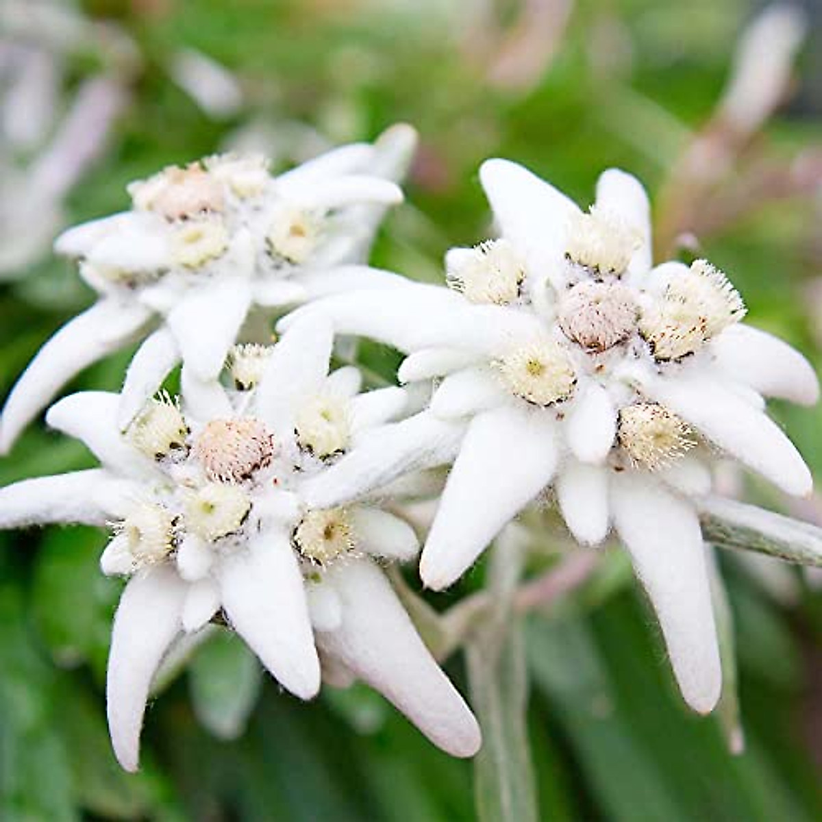 QAUZUY GARDEN 100 Edelweiss Seeds White Leontopodium Alpinu - Edible & Attract Pollinators - Perennial Beautiful Woody Flower - Showy Houseplant Ground Lawn Cover