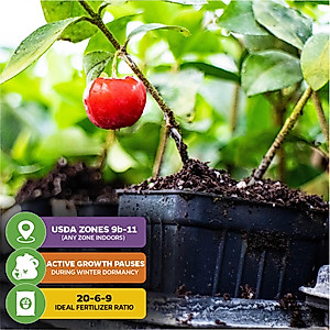 Barbados Cherry Live Plant (Acerola/Wild Crapemyrtle) - Malpighia emarginata - Wellspring Gardens Starter Plant - Healthy Live Plant - Compact Size Fresh Fruit, Ideal for Gardens & Containers