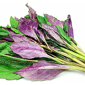 Okinawa Spinach - 3 Live Starter Plants - Gynura Crepioides - Grow Your Own Vegetables and Fruit in The Garden or Patio