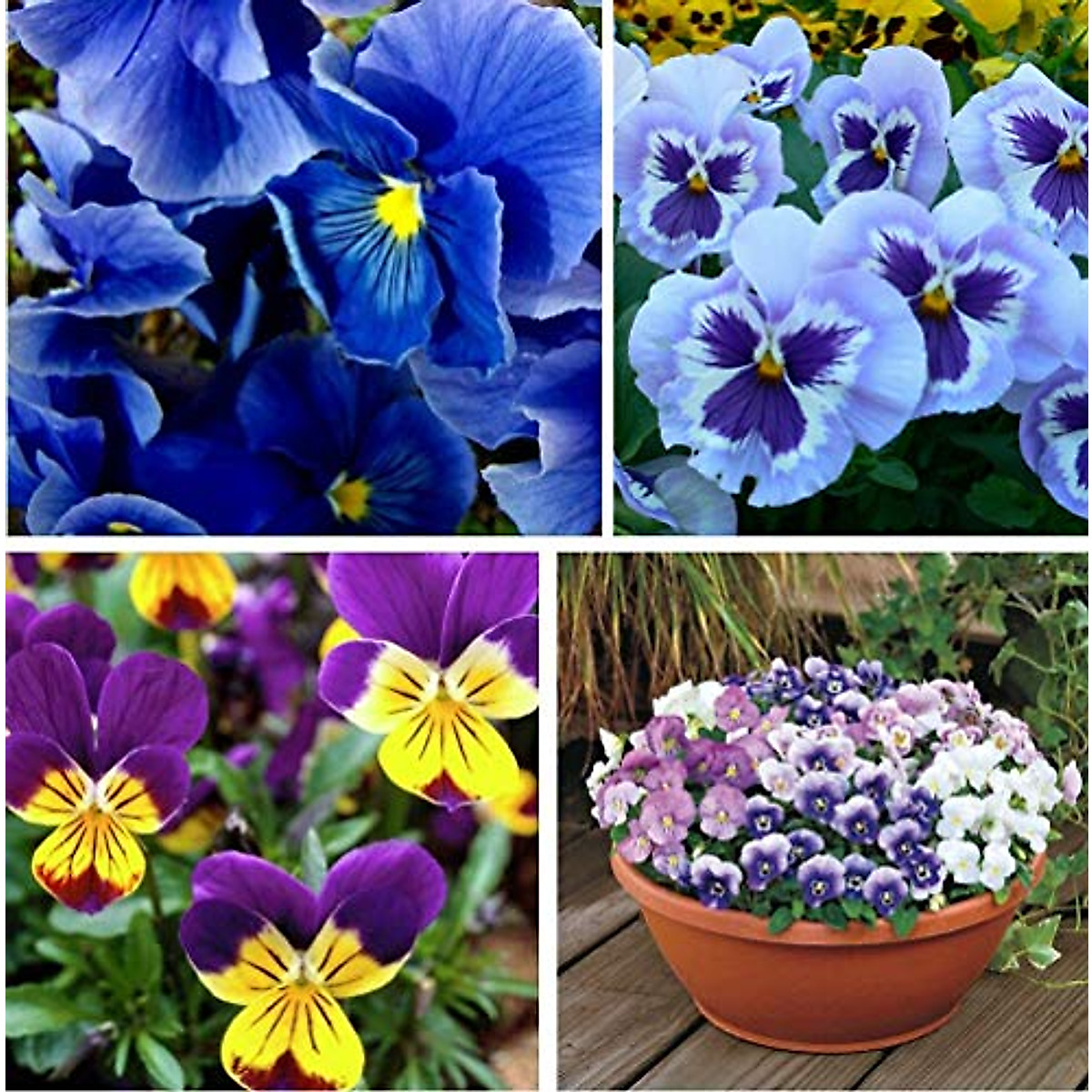 100+ Mixed Viola Pansy Mars Helen Seeds Blue Flower Perennial Garden