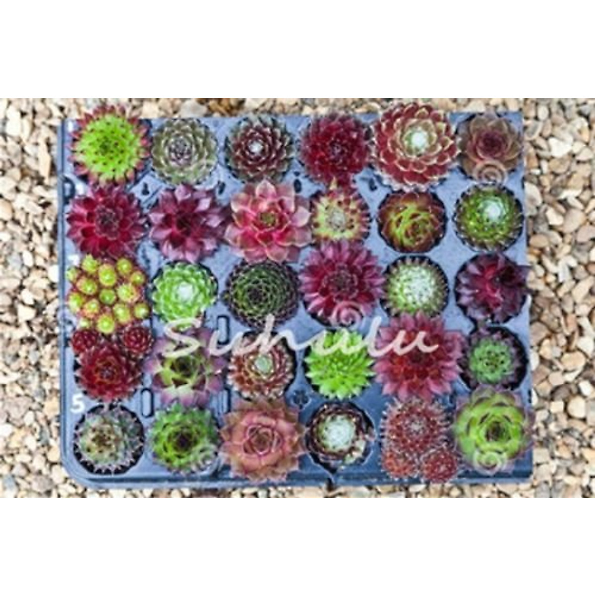 200 pcs Hens And Chicks Succulent Mix Seeds (Sempervivum Hybridum) Bonsai Plant