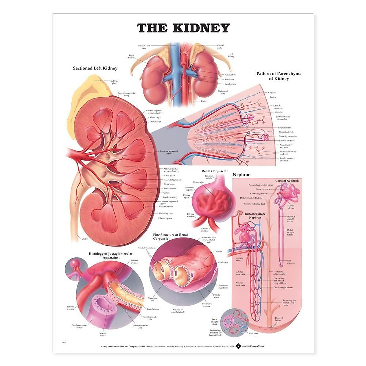 The Kidney Anatomical Chart