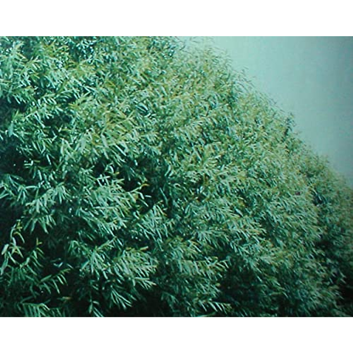 24 Hybrid Willow Trees. Austree Grows 12 Foot 1st Season. Create Instant Privacy Fence Hedge